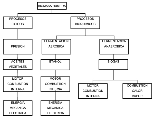 ¿Qué es la biomasa? – BIOMASA BIONEWS
